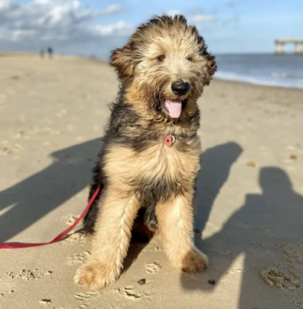 64 Doodle Breeds: Find the Perfect Hypoallergenic, Family-Friendly Dog ...