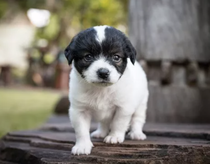 64 Doodle Breeds: Find the Perfect Hypoallergenic, Family-Friendly Dog ...