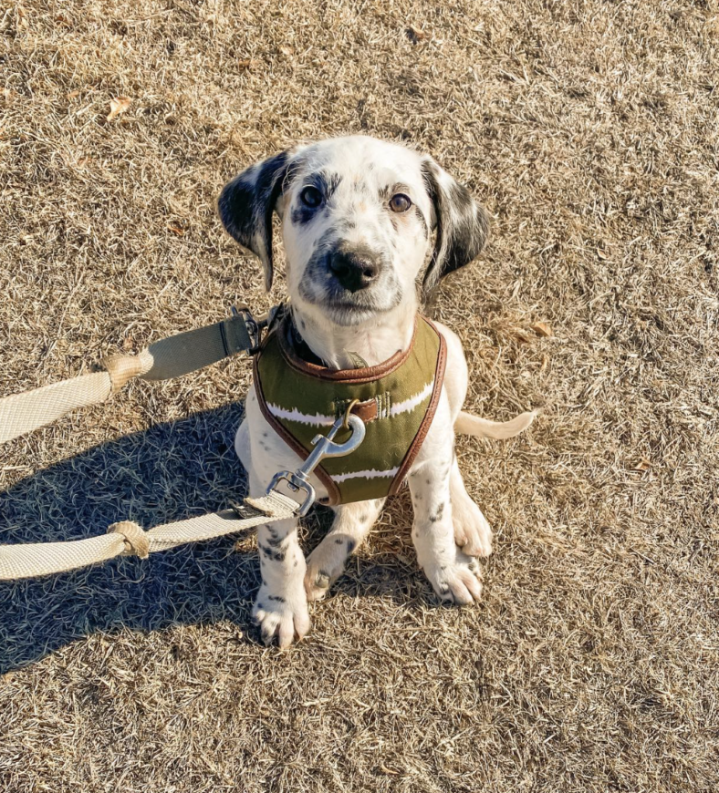 Dazzling Dalmadoodles: Unleashing the Spots and Curls of this Pawsome ...