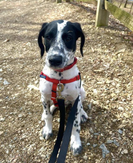Dazzling Dalmadoodles: Unleashing the Spots and Curls of this Pawsome ...