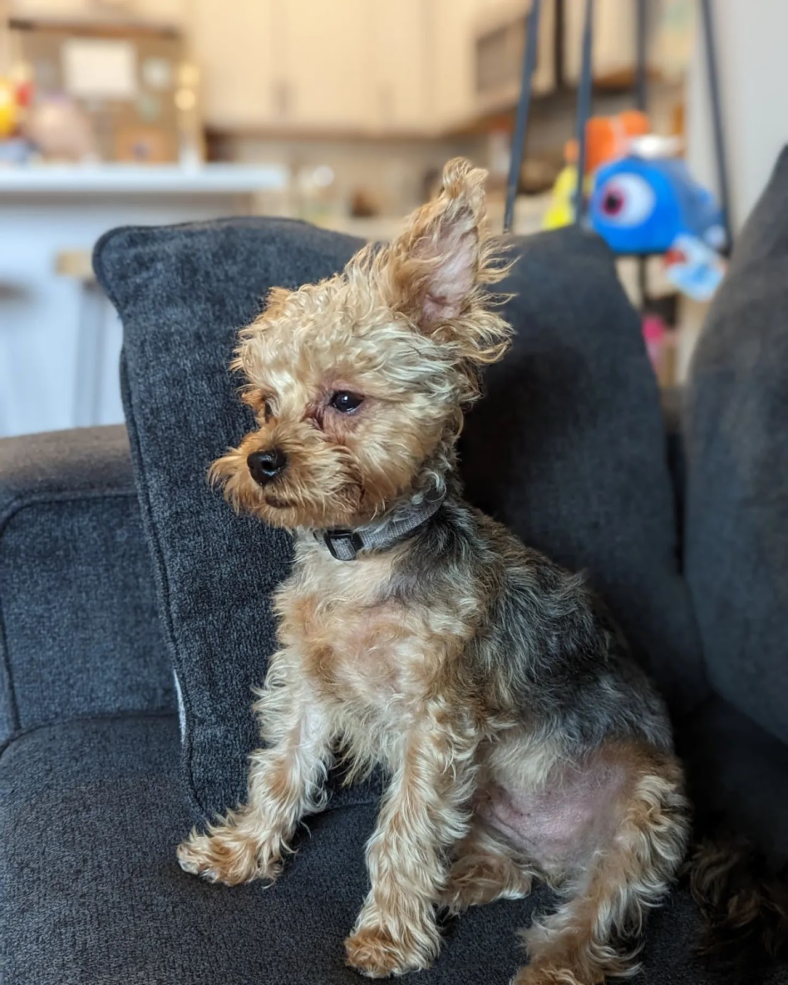 Pros & Cons of Life with a Yorkipoo: Could This Be the Breed for You ...