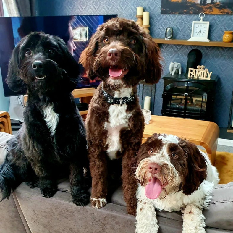 Unlock the Joy of Owning a Sproodle – The Dog World's Best-Kept Secret ...