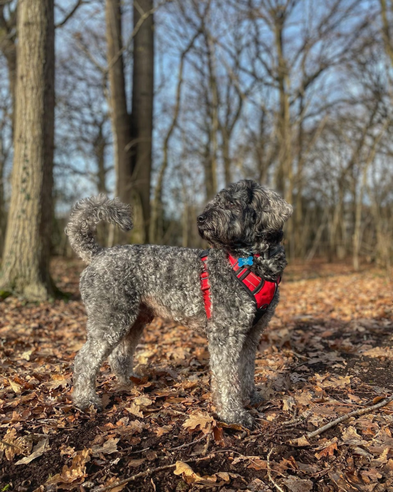 Unlock the Joy of Owning a Sproodle – The Dog World's Best-Kept Secret ...