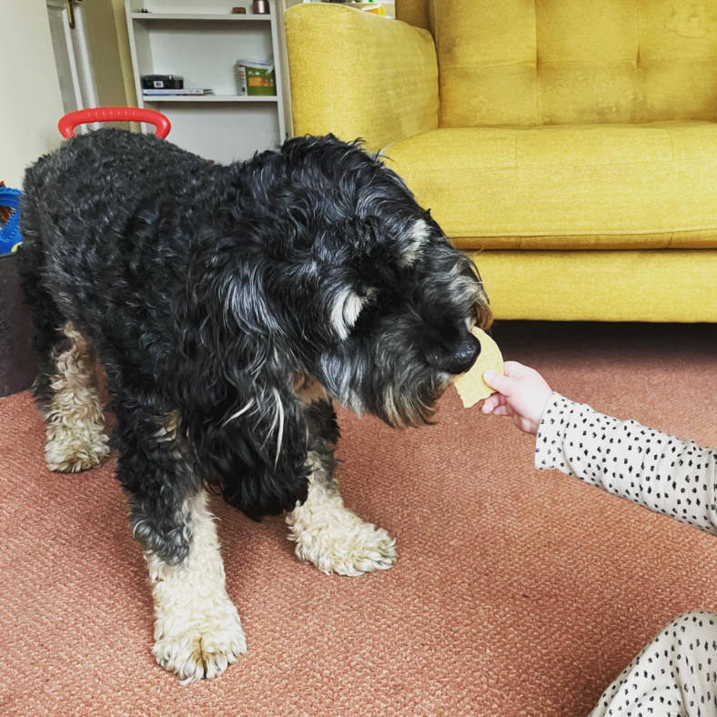 Unlock the Joy of Owning a Sproodle – The Dog World's Best-Kept Secret ...