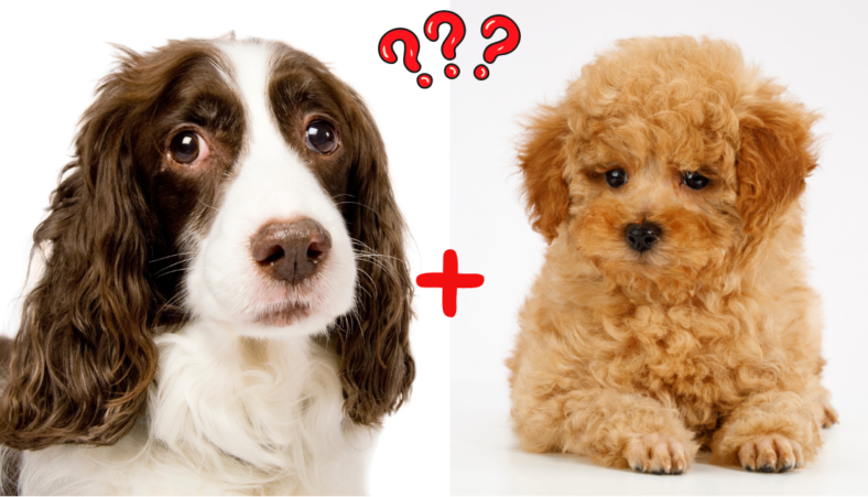 Unlock the Joy of Owning a Sproodle – The Dog World's Best-Kept Secret ...