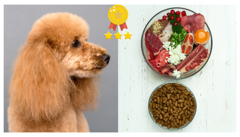 Expertly Curated: The Definitive Guide to the Best Dog Food for Every ...