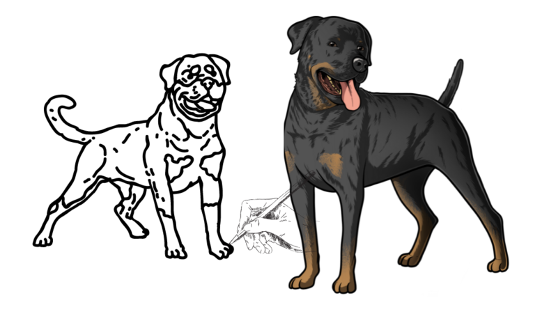 Drawing a Rottweiler: Step-by-Step Guide for Dog Lovers - Rocky Kanaka