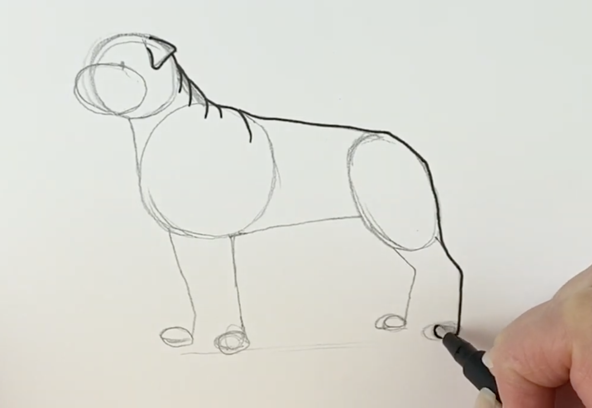 Drawing a Rottweiler: Step-by-Step Guide for Dog Lovers - Rocky Kanaka