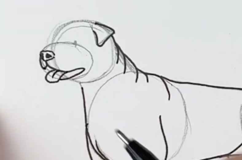 Drawing a Rottweiler: Step-by-Step Guide for Dog Lovers - Rocky Kanaka