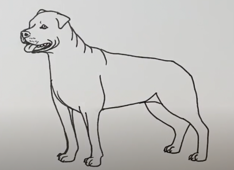 Drawing a Rottweiler: Step-by-Step Guide for Dog Lovers - Rocky Kanaka