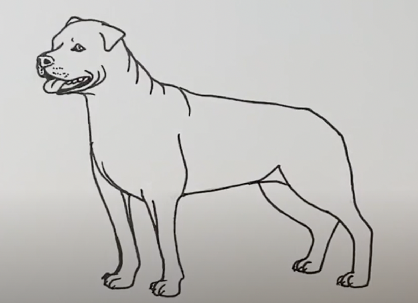 Drawing a Rottweiler: Step-by-Step Guide for Dog Lovers - Rocky Kanaka