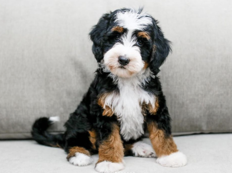 The Aussie Mountain Doodle: A Perfect Blend of Australian Charm and ...