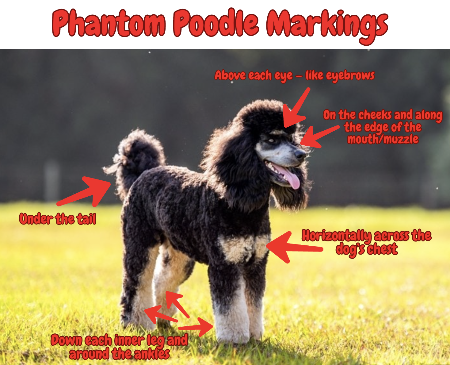 Solve the Mystery of the Phantom Poodle - Rocky Kanaka