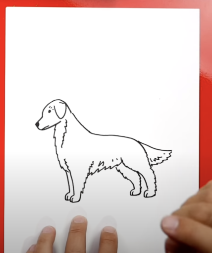 Master the Art of Golden Retriever Drawing: Simple & Easy - Rocky Kanaka