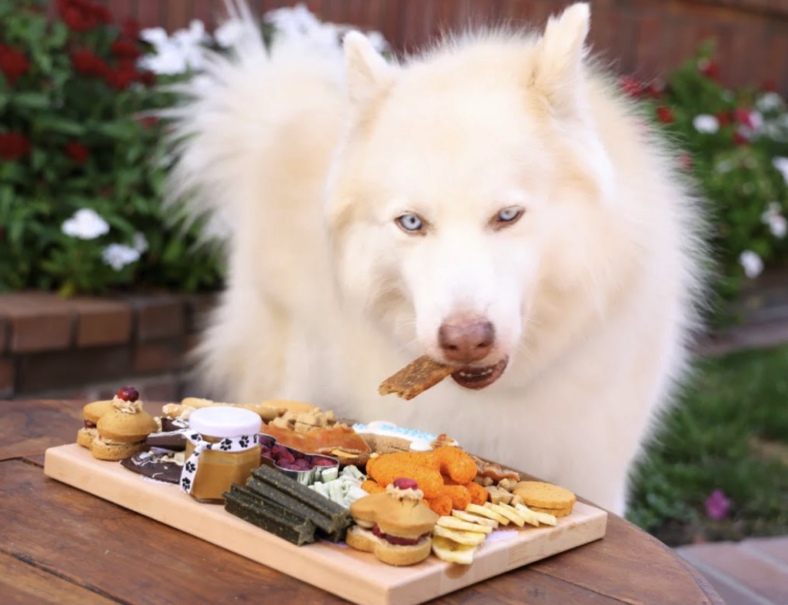 Discover the Adorable World of Full Grown Pomsky Dogs - Rocky Kanaka