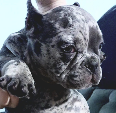 What Makes the Micro Bully So Controversial? - Rocky Kanaka