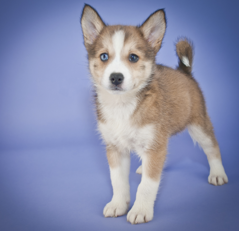 Discover the Adorable World of Full Grown Pomsky Dogs - Rocky Kanaka