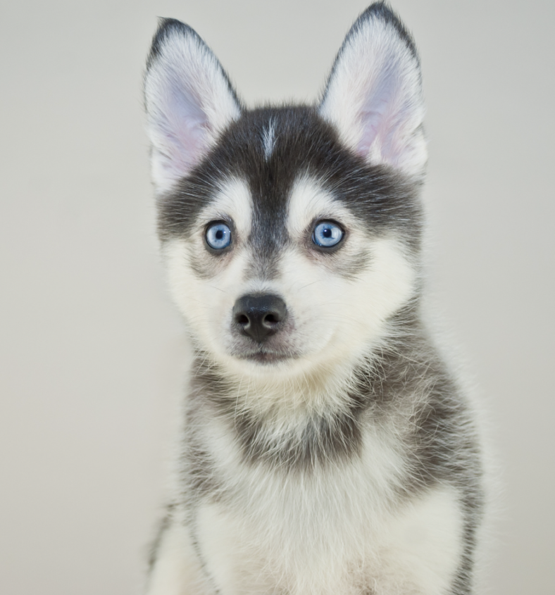 Discover the Adorable World of Full Grown Pomsky Dogs - Rocky Kanaka
