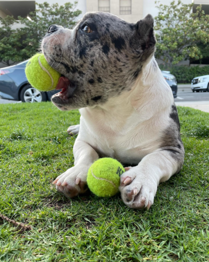 What Makes the Micro Bully So Controversial? - Rocky Kanaka