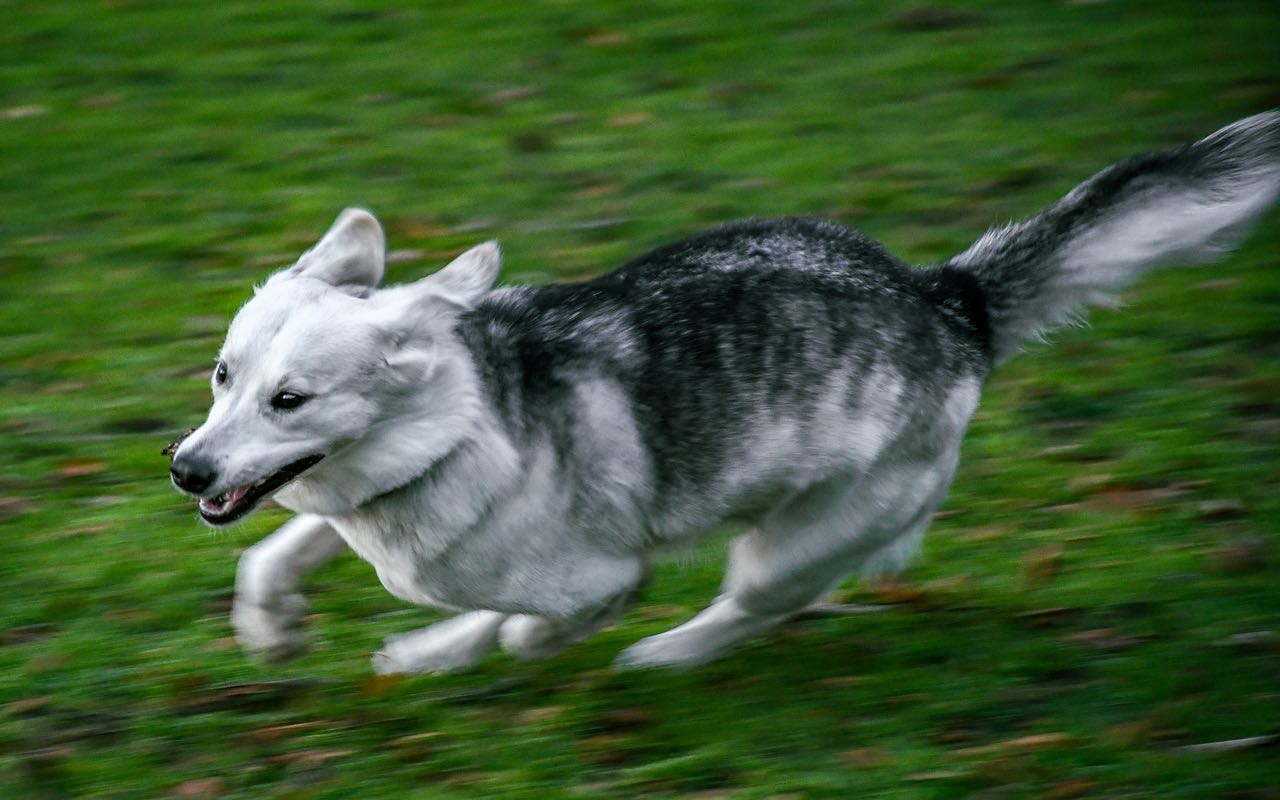Have You Ever Heard of a Goberian? It isn’t an Alien Language—It’s a ...