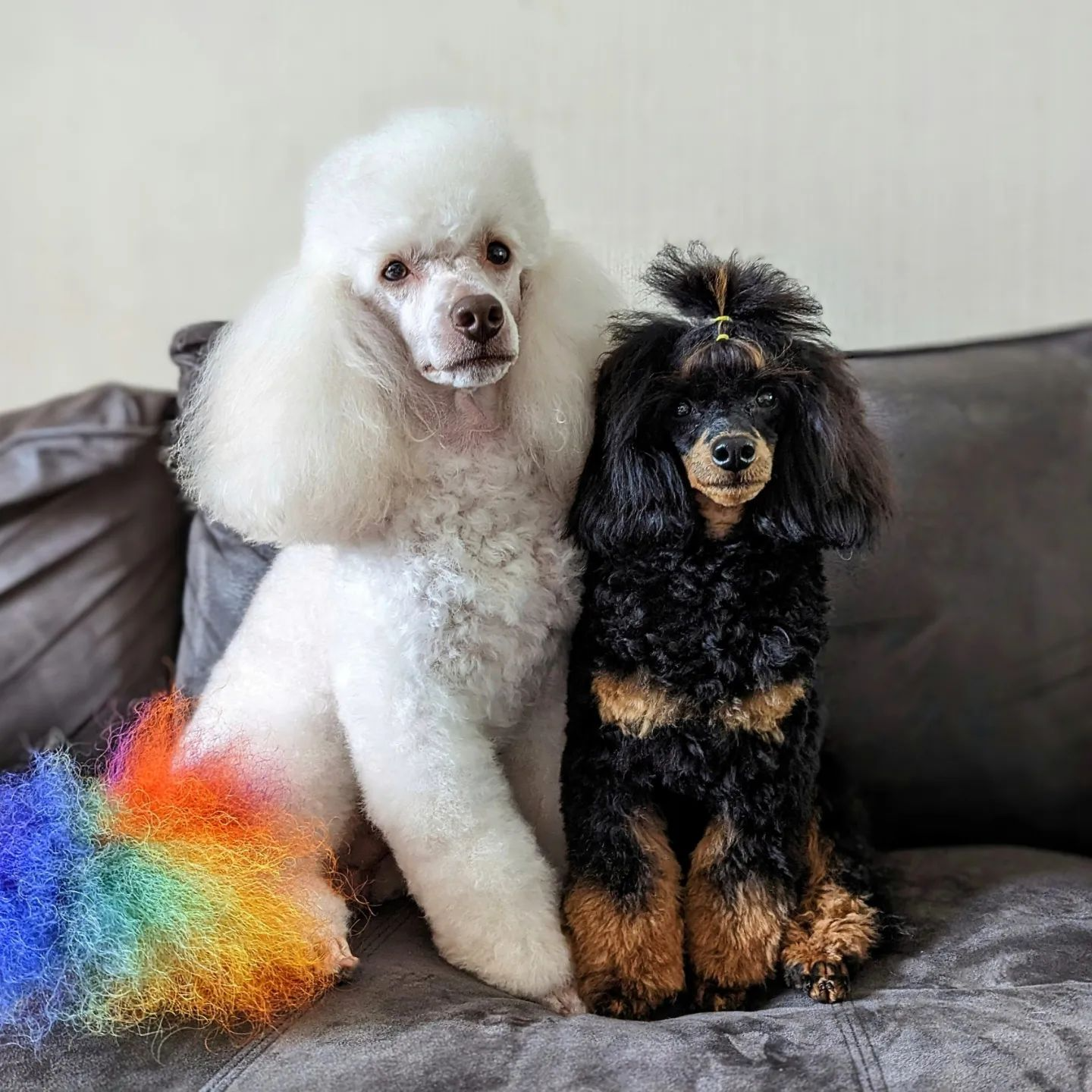 Solve the Mystery of the Phantom Poodle - Rocky Kanaka