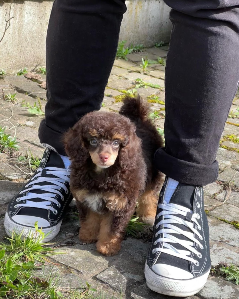 Solve the Mystery of the Phantom Poodle - Rocky Kanaka