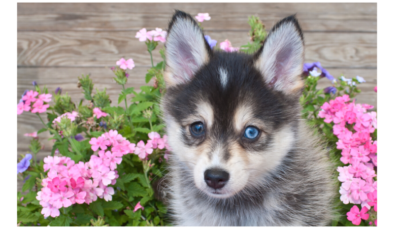 Discover the Adorable World of Full Grown Pomsky Dogs - Rocky Kanaka
