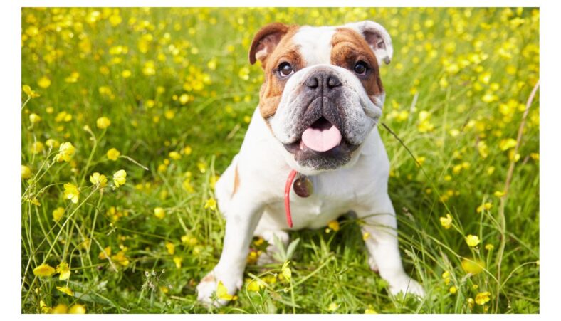 From Badass to Cute, 57 Bulldog Names To Match Every Personality ...