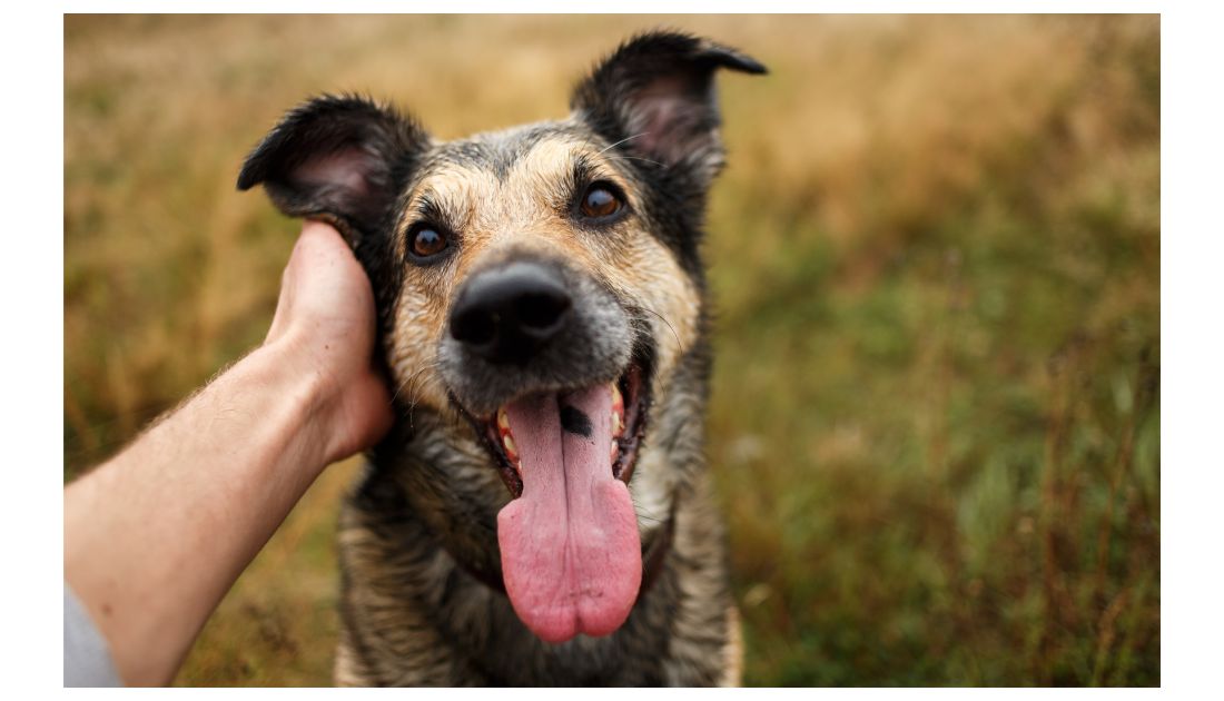 32 Fantastic Dog Names That Start With F - Rocky Kanaka