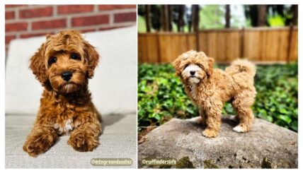 These 11 Miniature Doodle Breeds Are as Cute as They Are Tiny! - Rocky ...