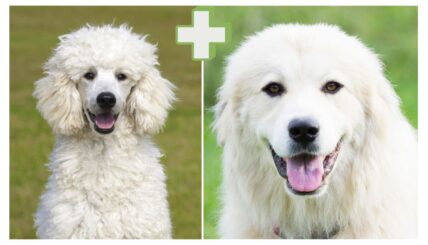 Pyredoodle: A Cautionary Tale of Crossbreed Considerations and ...