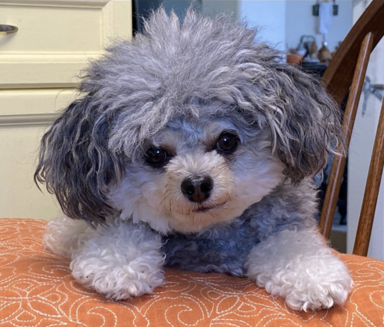 The Papipoo Phenomenon: Discover the Irresistible Charm of the Papillon ...