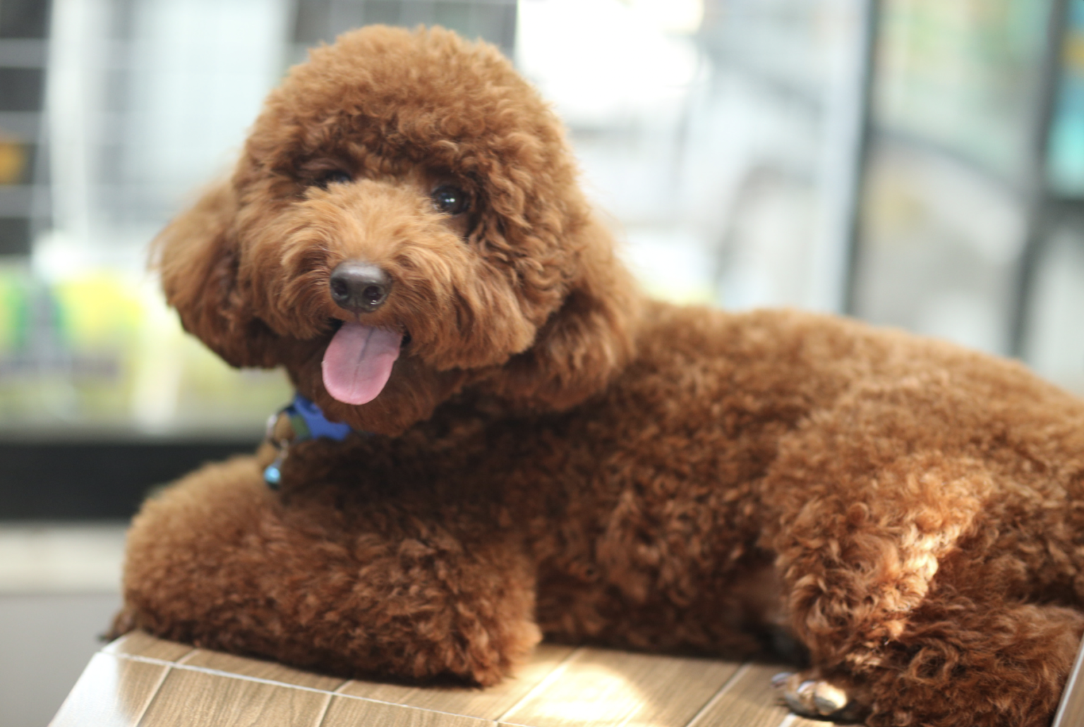 Discover the Delightful Secret of Moyen Poodles - Rocky Kanaka