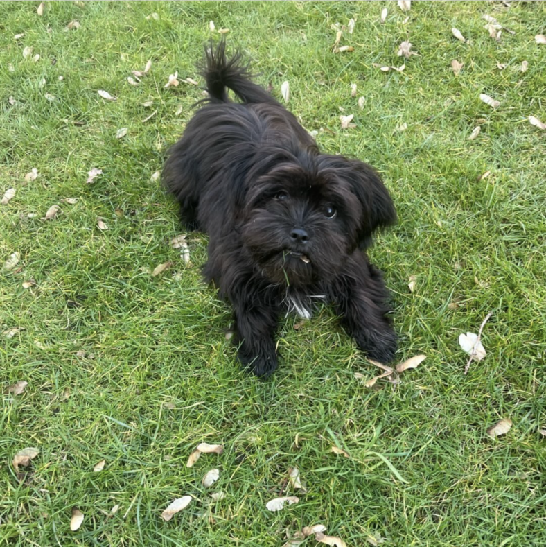 Can a Maltese Dog Be Black? Unraveling the Mystery of the Black Maltese ...