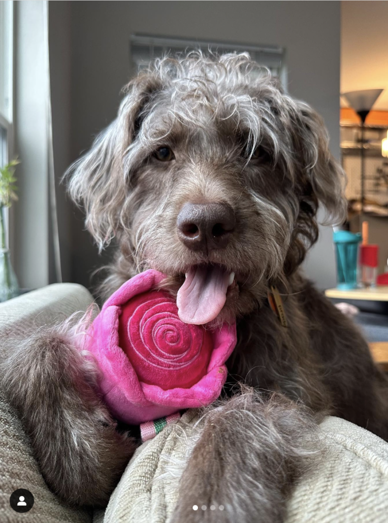 Discover the Pitdoodle: The Perfect Blend of Pit Bull and Poodle ...