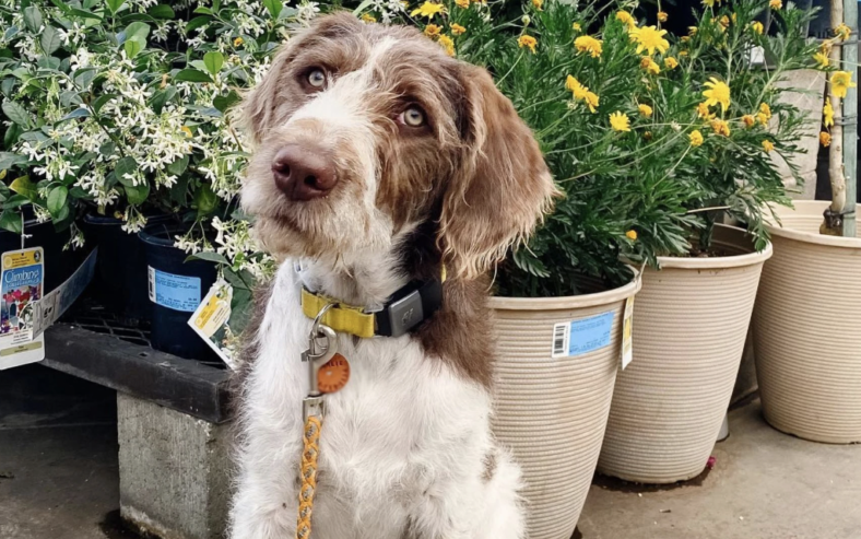 Discover the Pitdoodle: The Perfect Blend of Pit Bull and Poodle ...