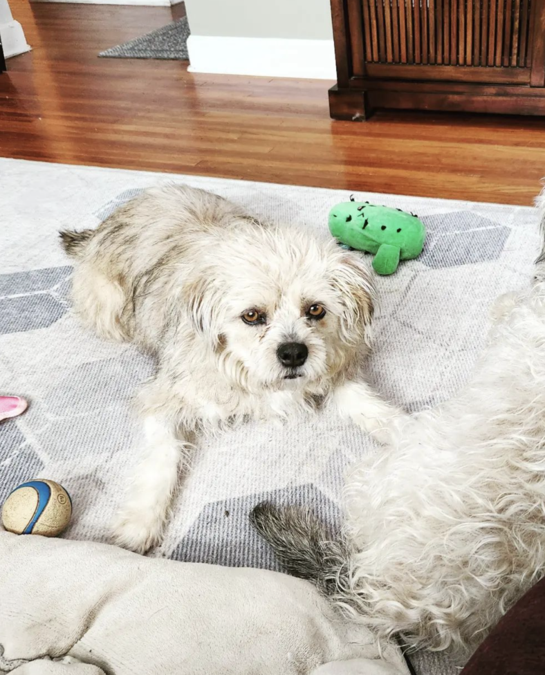 Discover the Pitdoodle: The Perfect Blend of Pit Bull and Poodle! - Rocky Kanaka