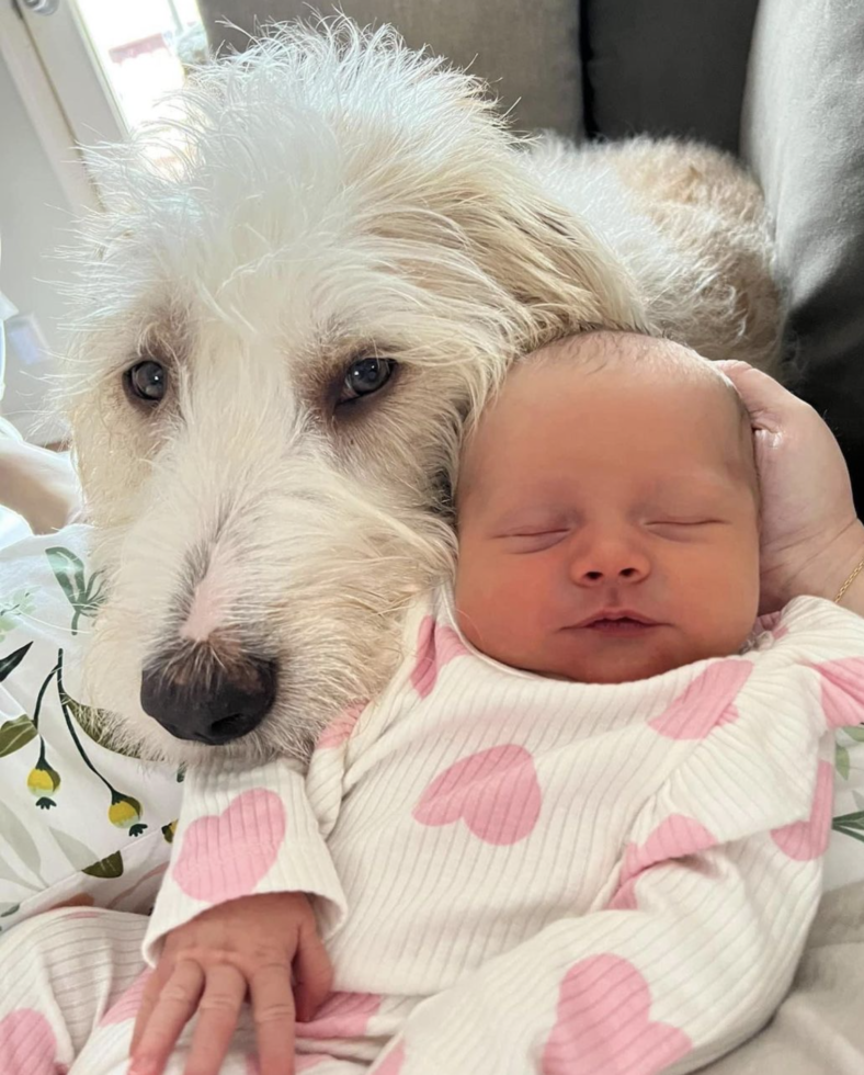 Discover the Pitdoodle: The Perfect Blend of Pit Bull and Poodle ...