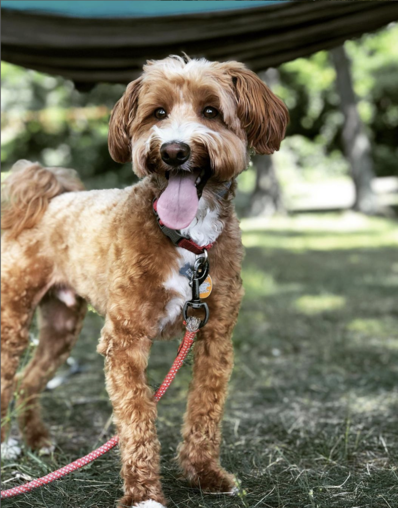 The Westiepoo: A Lovable Blend of West Highland White Terrier and ...