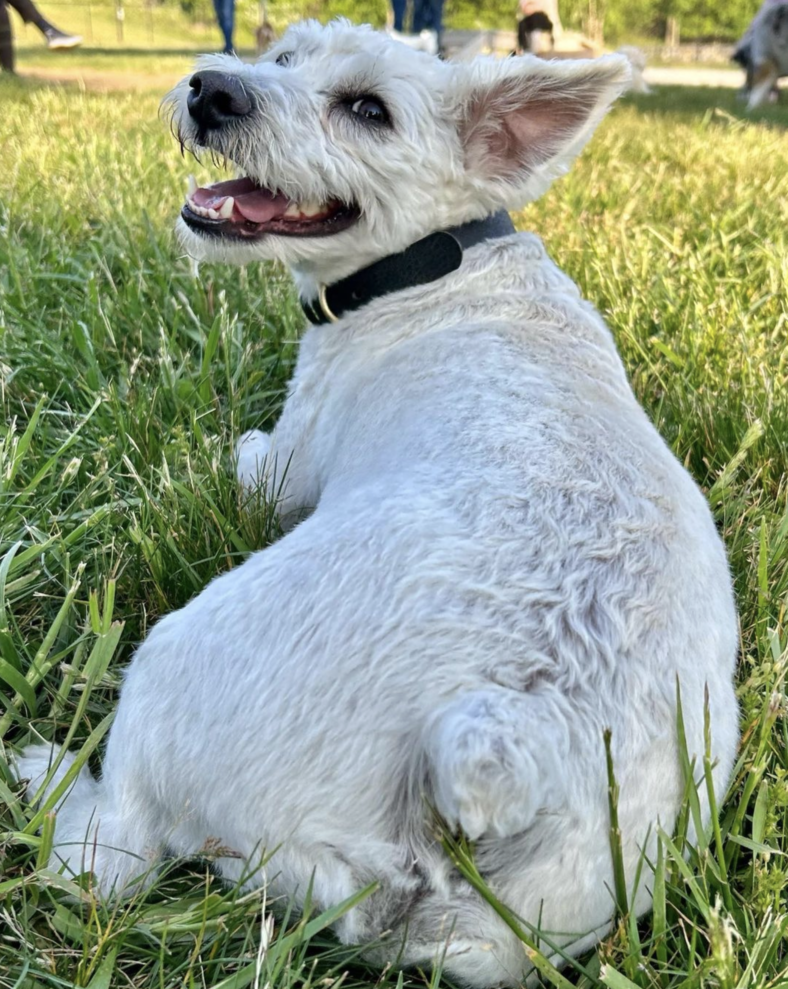The Westiepoo: A Lovable Blend of West Highland White Terrier and ...