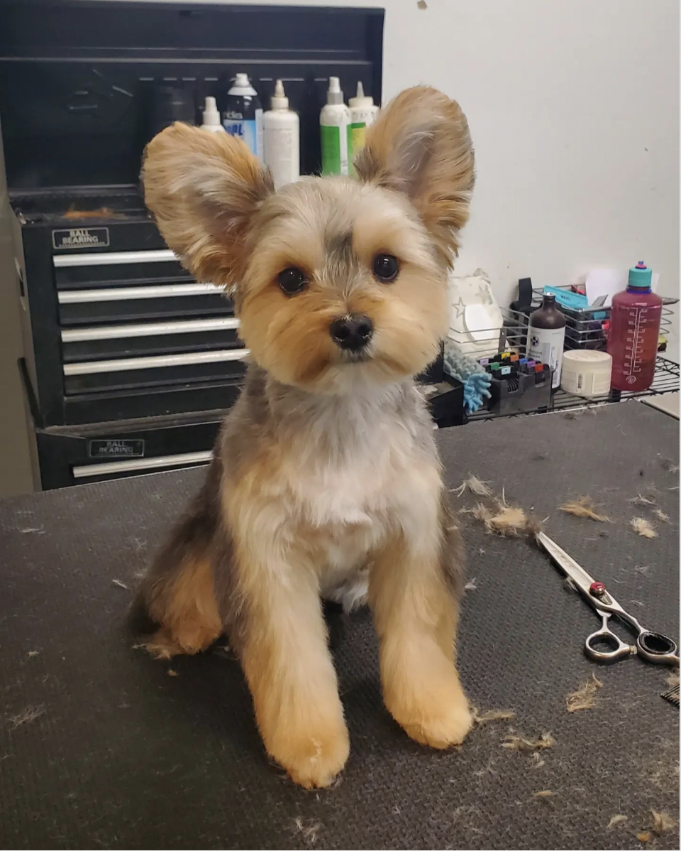 Yorkie Teddy Bear Haircut Tips For A Cute Look Luv68