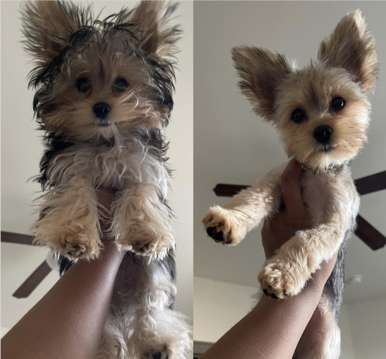 Yorkie Teddy Bear Haircut: Tips for a Cute Look - Rocky Kanaka
