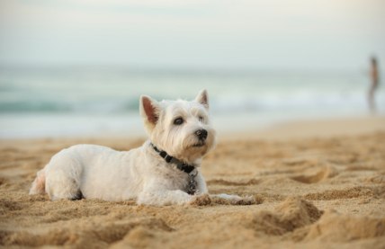 50 Beach Dog Names for Your Coastal Canine Companion - Rocky Kanaka