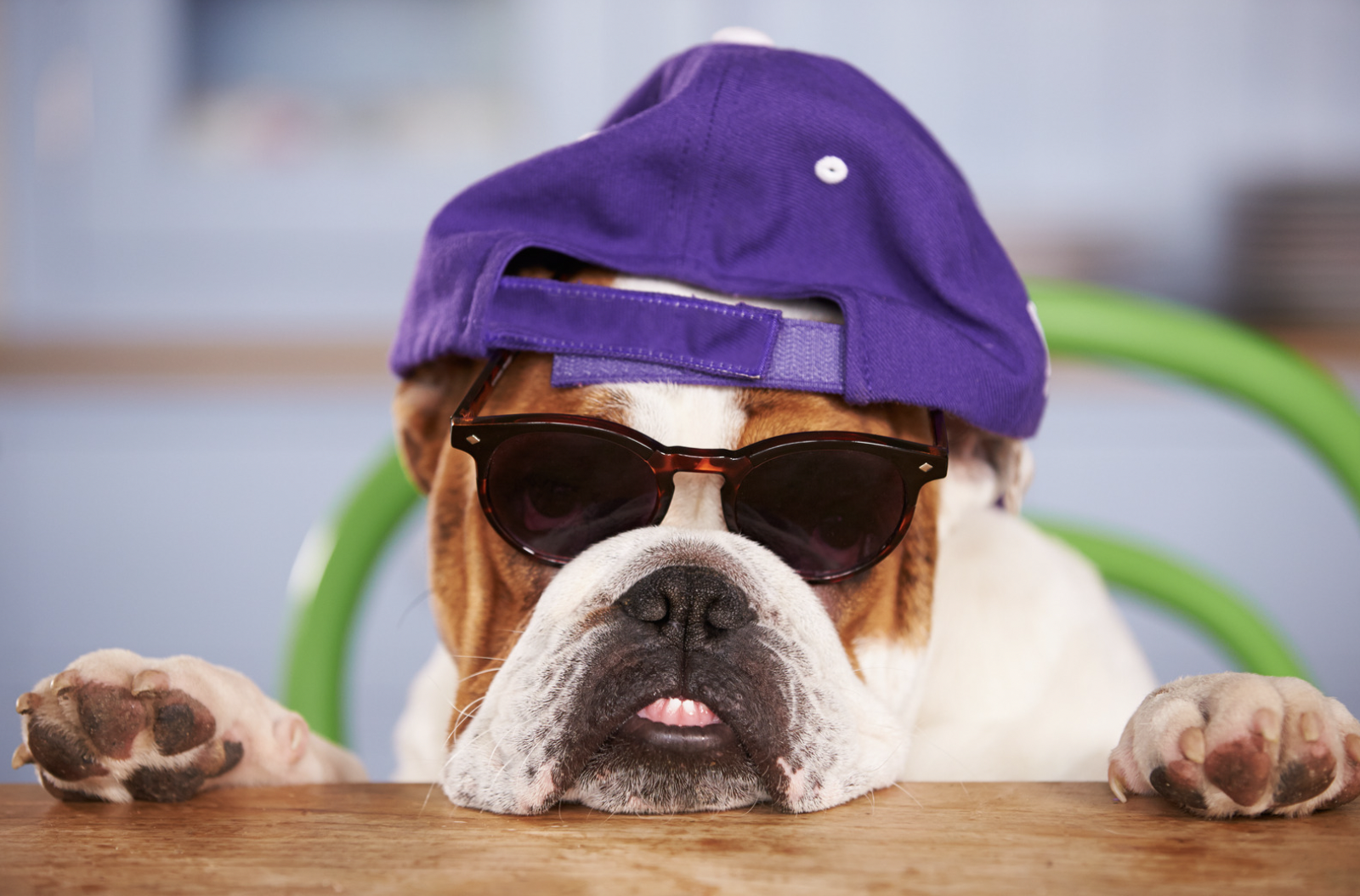 From Badass to Cute, 57 Bulldog Names To Match Every Personality ...