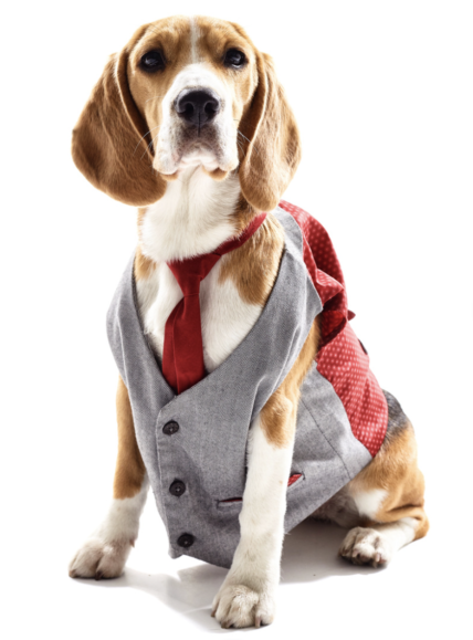 Timeless Elegance: 40 Old Man Names For Dogs & Old Lady Names For Dogs ...