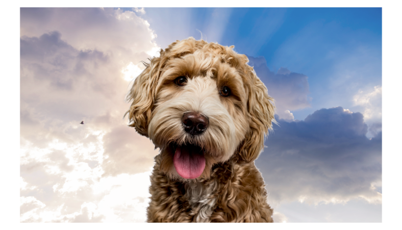 30 Spiritual Dog Names: Connecting with the Canine Divine! - Rocky Kanaka