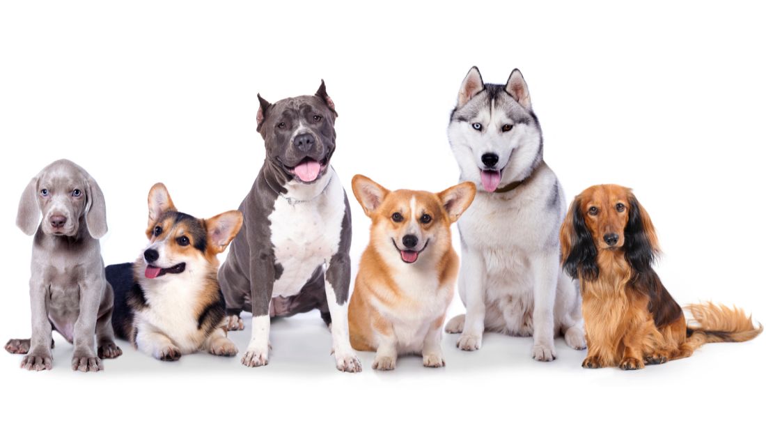 A Collection of 35 Dog Names That Start with O - Rocky Kanaka