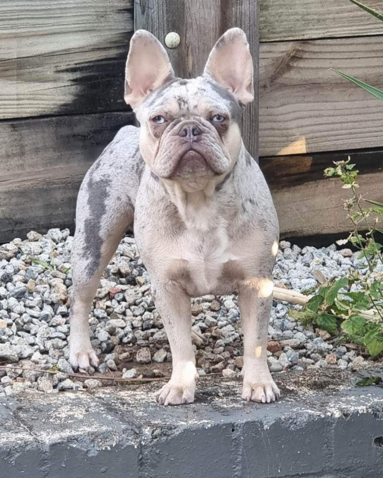 Lilac French Bulldogs Aren’t Just Rare, They’re Expensive! Guess How ...