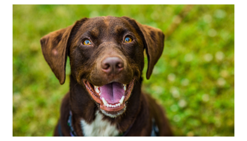 Unveiling 85 L Dog Names - Rocky Kanaka