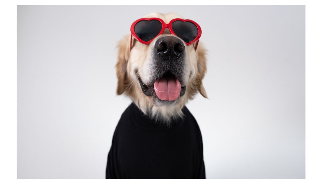 60 Gothic Names for Dogs: Unleashing Dark Elegance and Mystique - Rocky ...